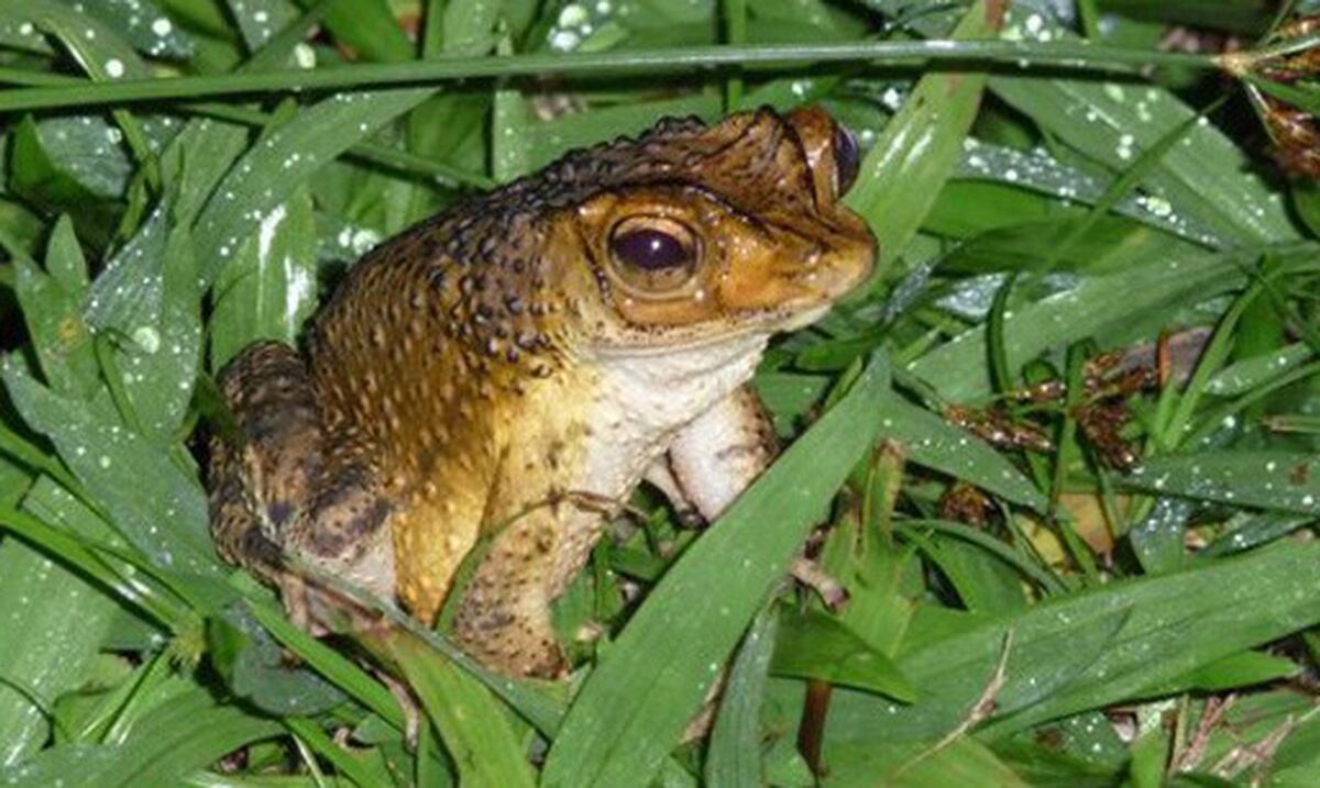 Llegan miles de sapo concho al Karso - Primera Hora