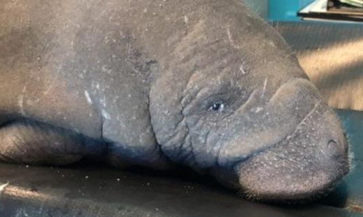 Rescatan bebé manatí en Salinas - Primera Hora