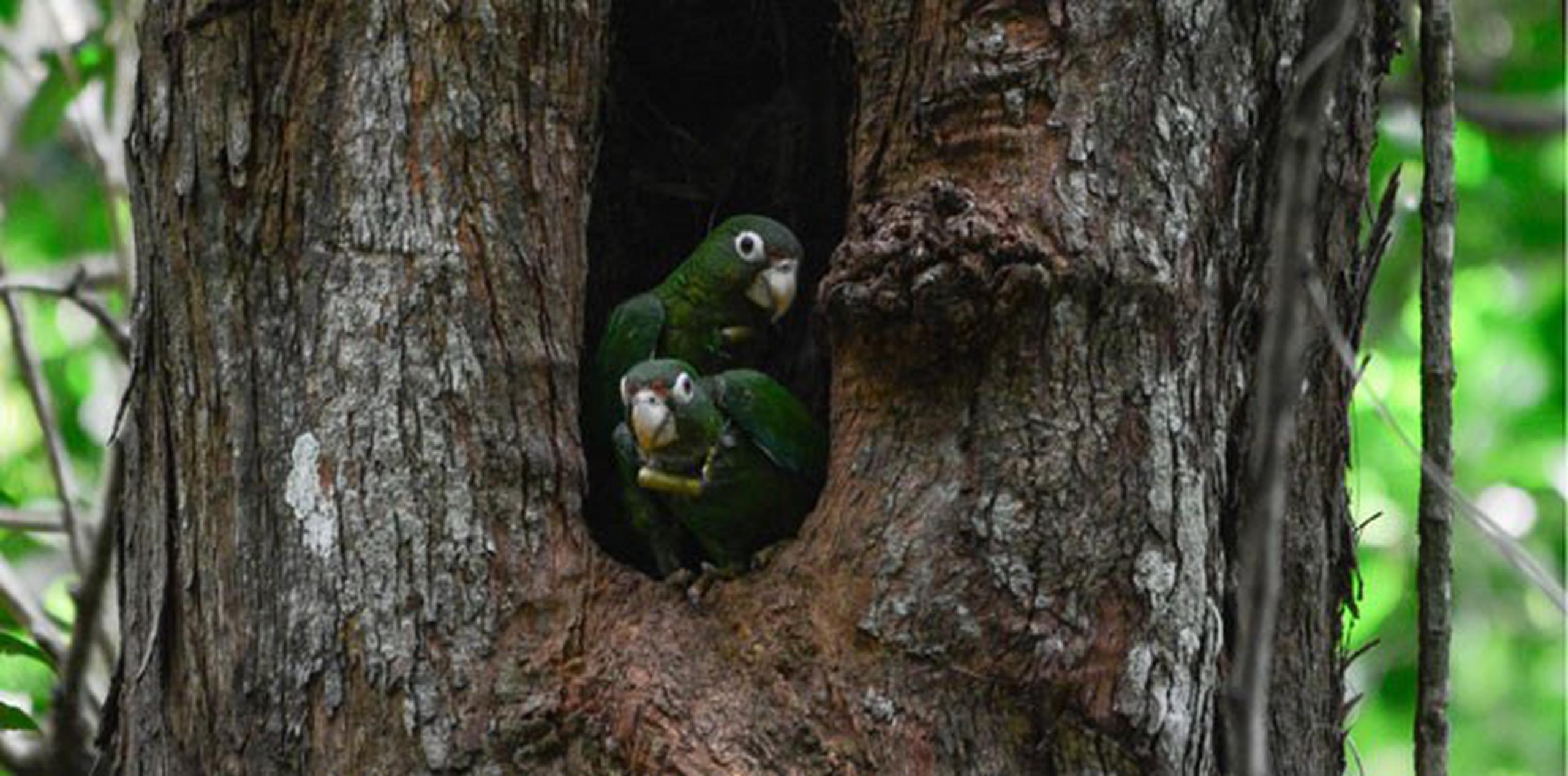Nacen dos cotorras en estado silvestre en Utuado - Primera Hora