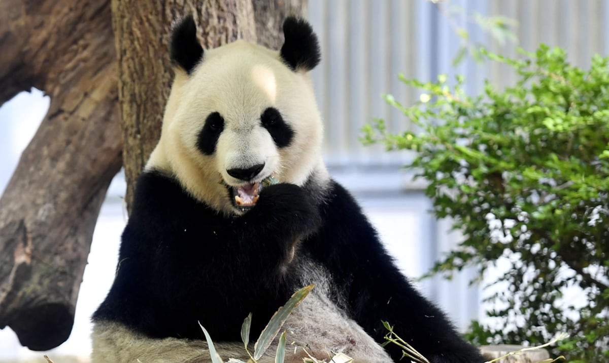 Nace por primera vez en 5 años un oso panda gigante en zoológico de ...