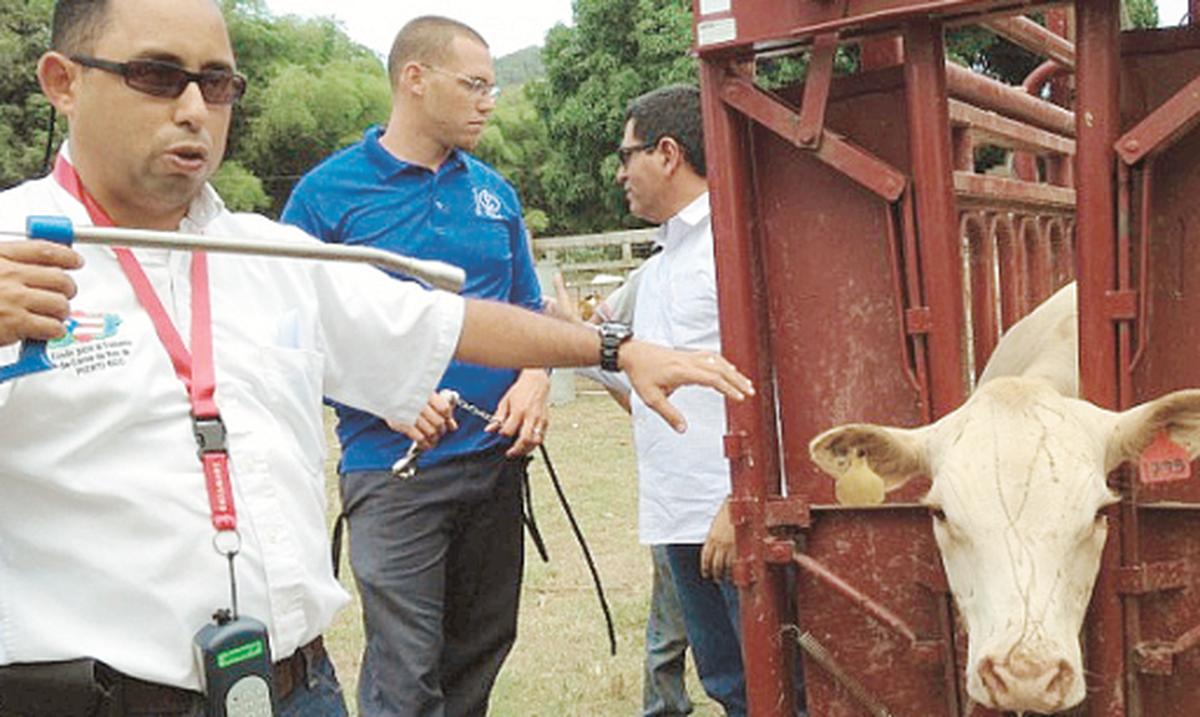 Estancado el bolo ruminal - Primera Hora