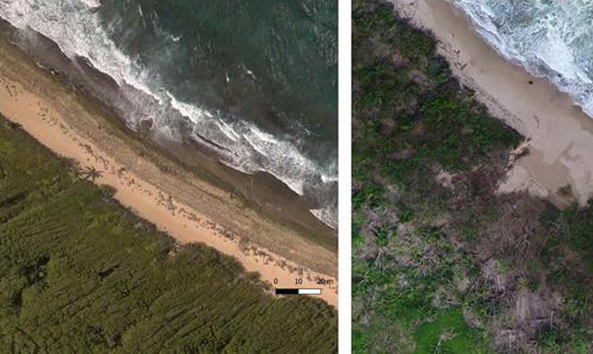 Científicos tratan de documentar la historia de los restos indígenas de ...