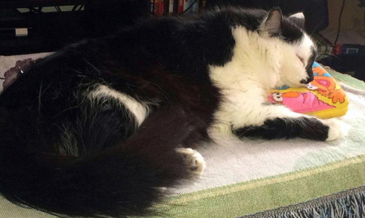 Buscan sicólogo para gato violento de Oregon - Primera Hora
