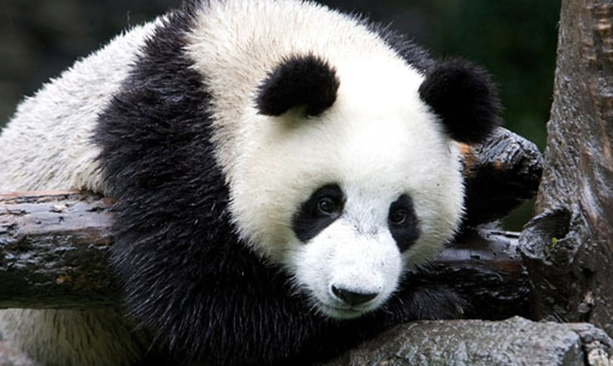 Encuentran restos de un panda gigante desconocido de 22,000 años ...