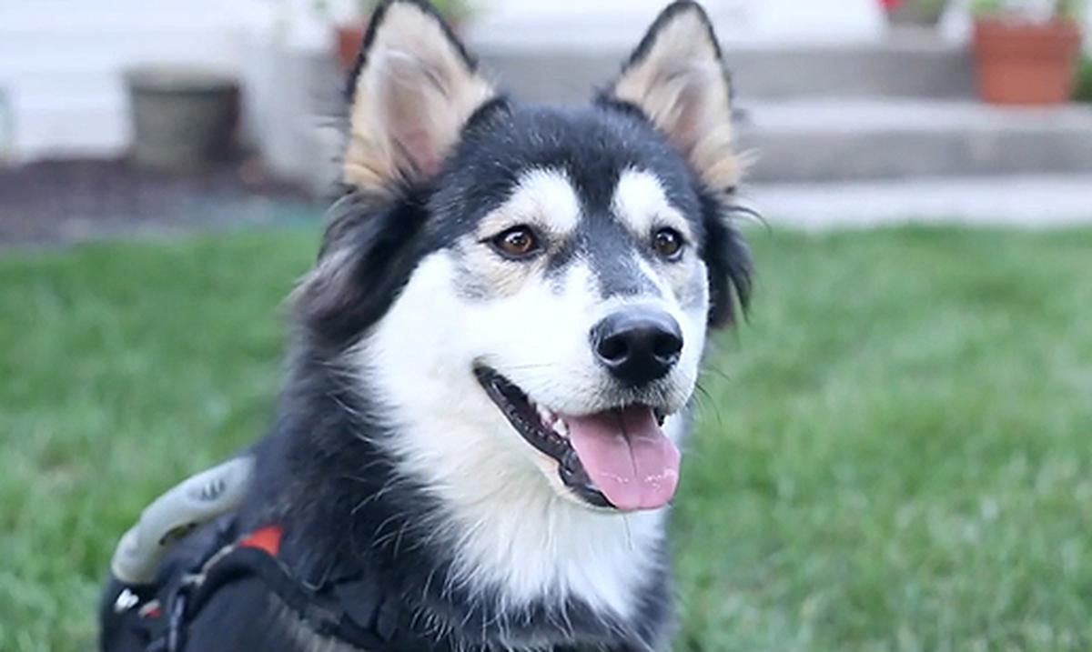 Perro corre con prótesis producidas con una impresora 3-D - Primera Hora