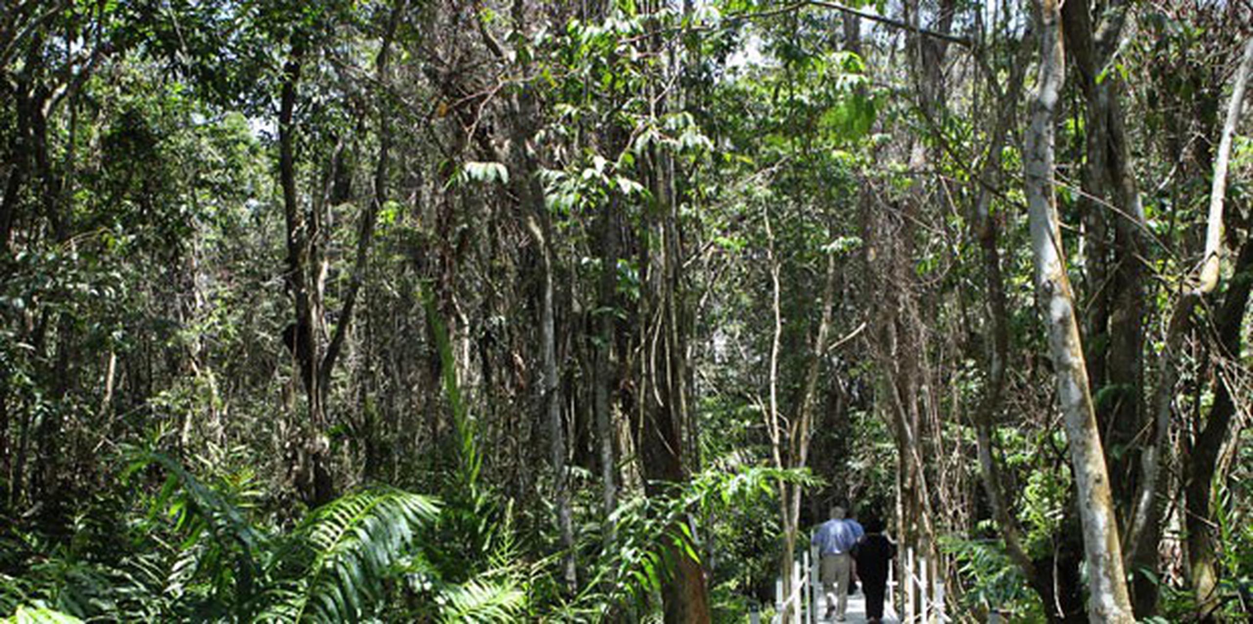 El sábado será el Día Nacional de las Veredas - Primera Hora