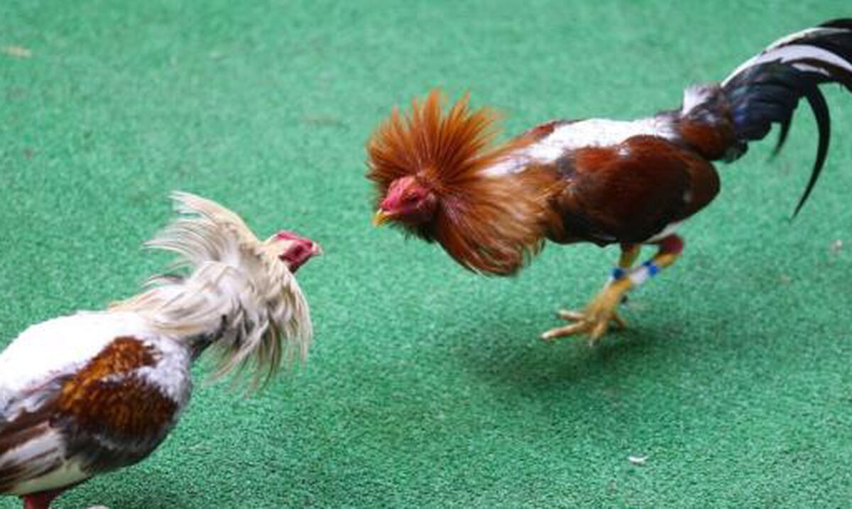 ¡Y se formó la gallera! - Primera Hora