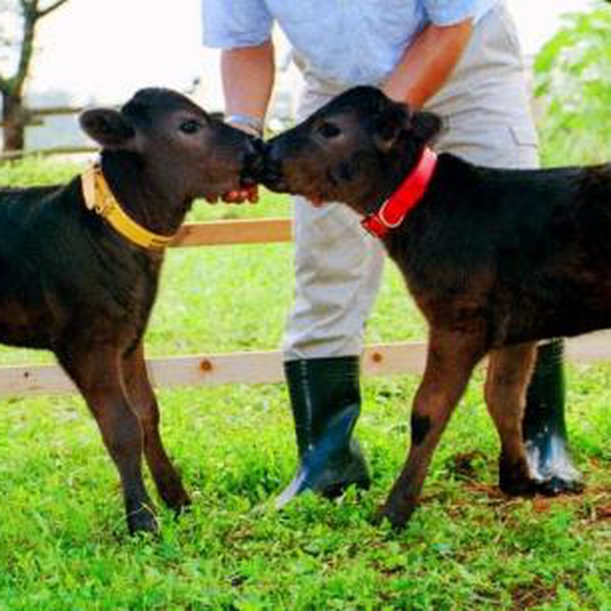 Muere Kaga, la primera vaca clonada a nivel mundial - Primera Hora