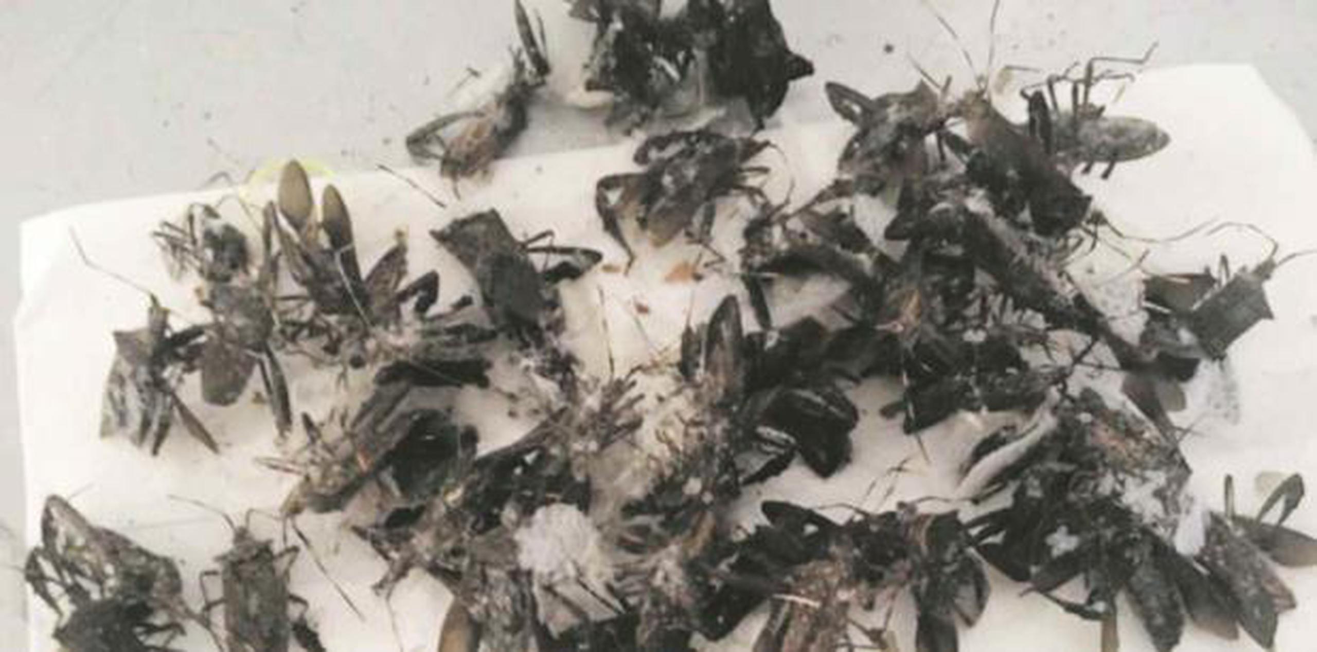 Insecto que abunda en Añasco podría impactar la agricultura - Primera Hora