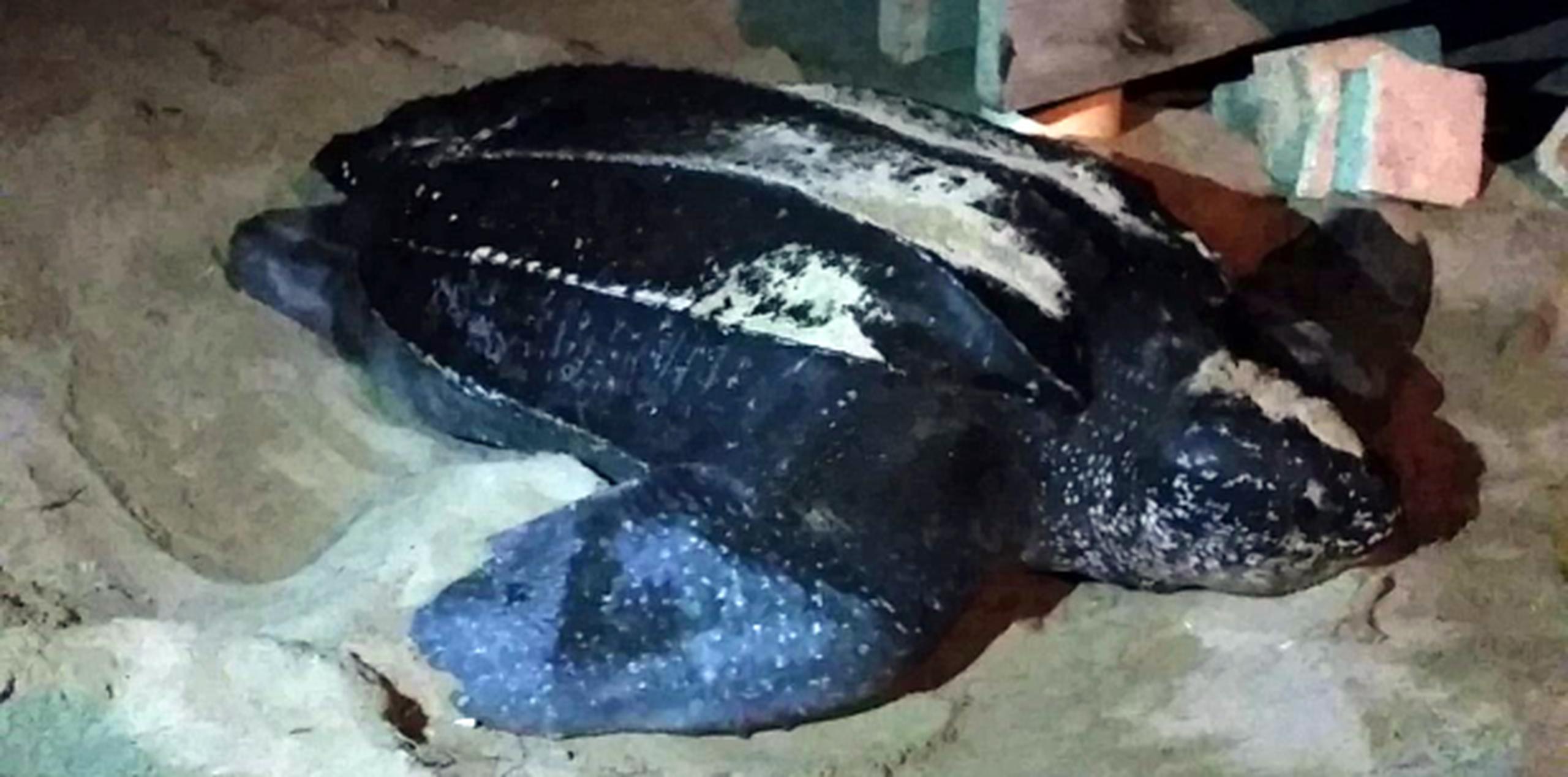 Aparece nido de tinglar en El Combate - Primera Hora