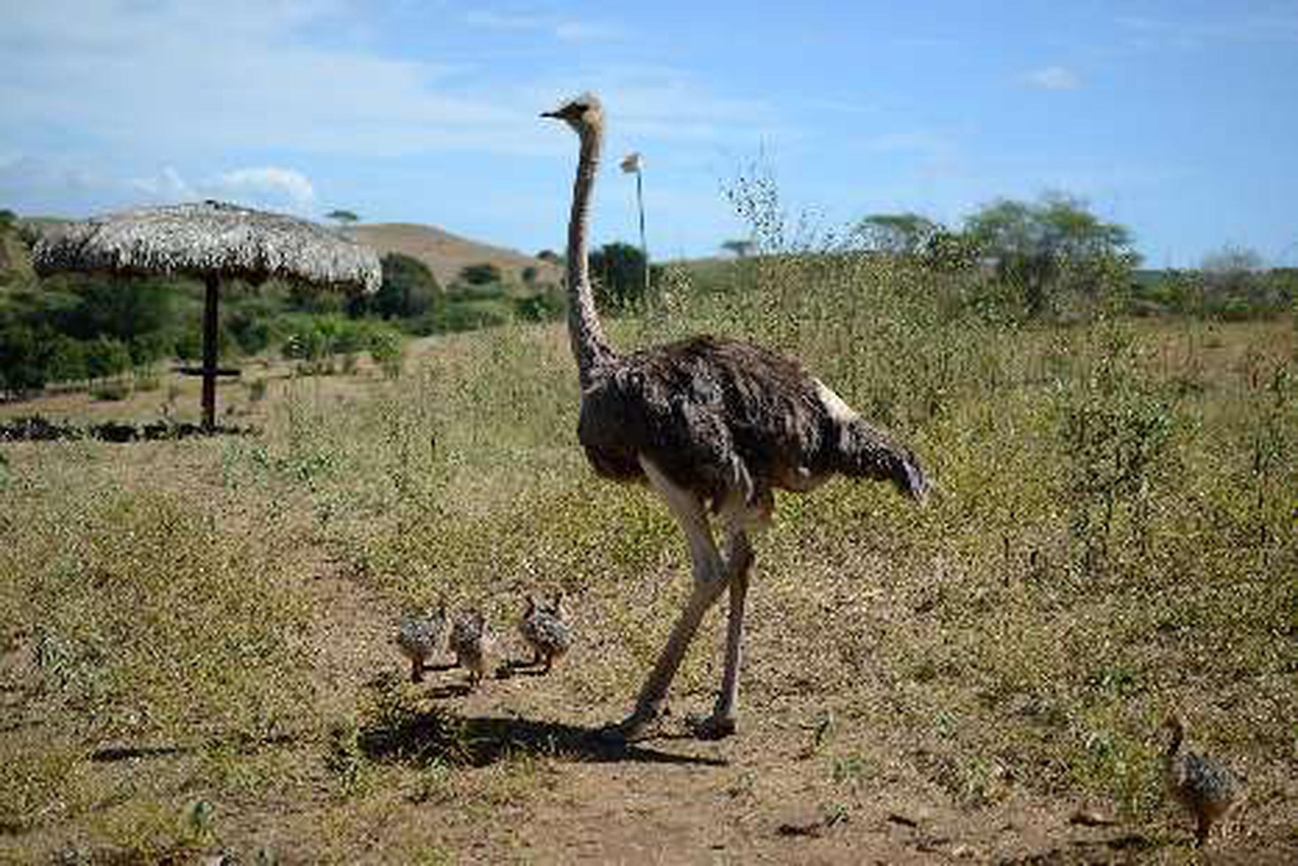 Los avestruces Pedro y Chiquita con nuevas crías - Primera Hora