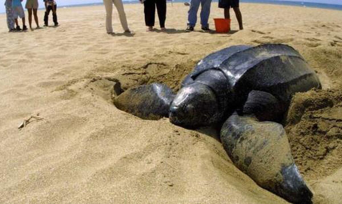 Regresan los tinglares a anidar en nuestras playas - Primera Hora