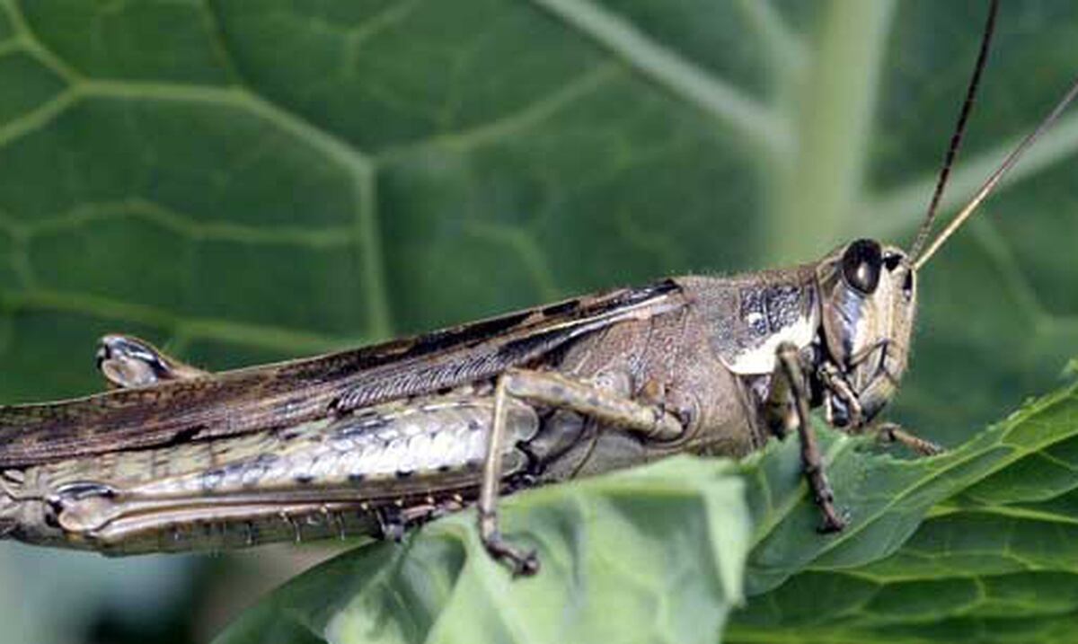 Chef prepara recetas con saltamontes - Primera Hora