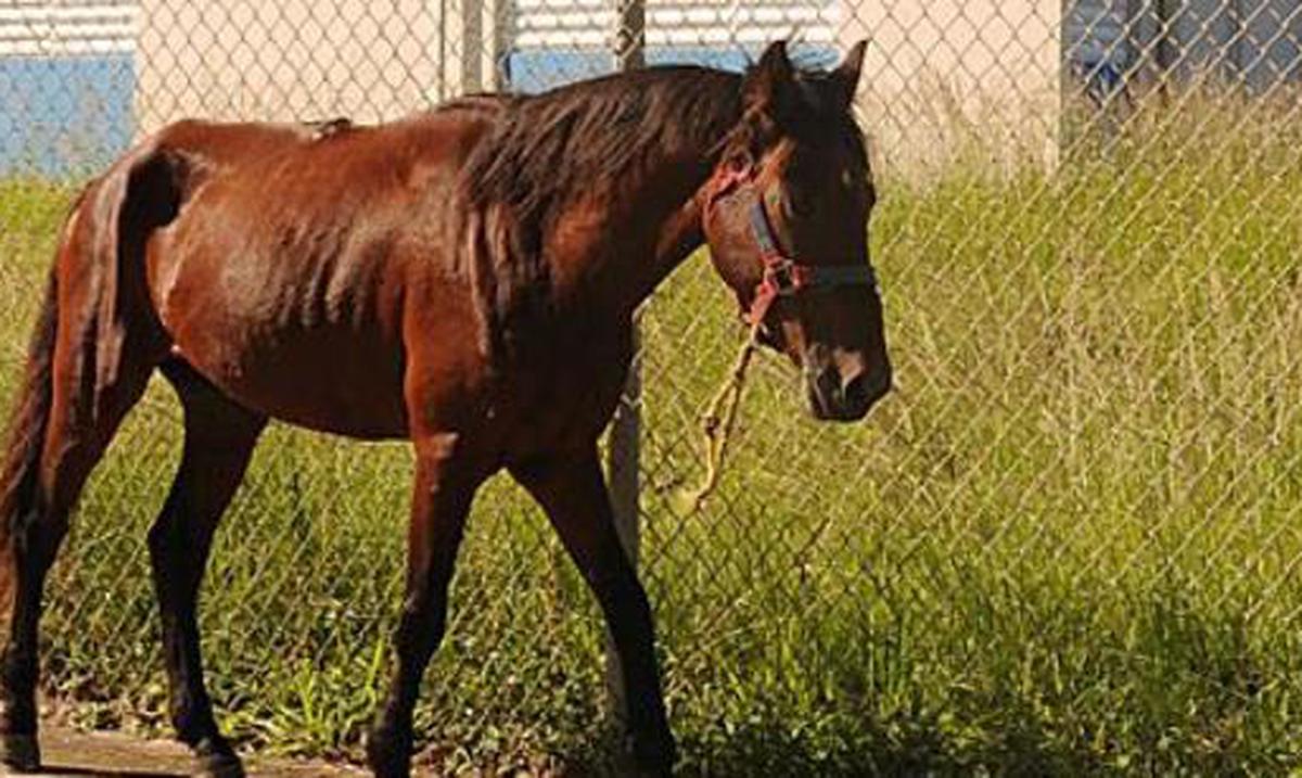 Un lío con los caballos realengos en Guánica - Primera Hora