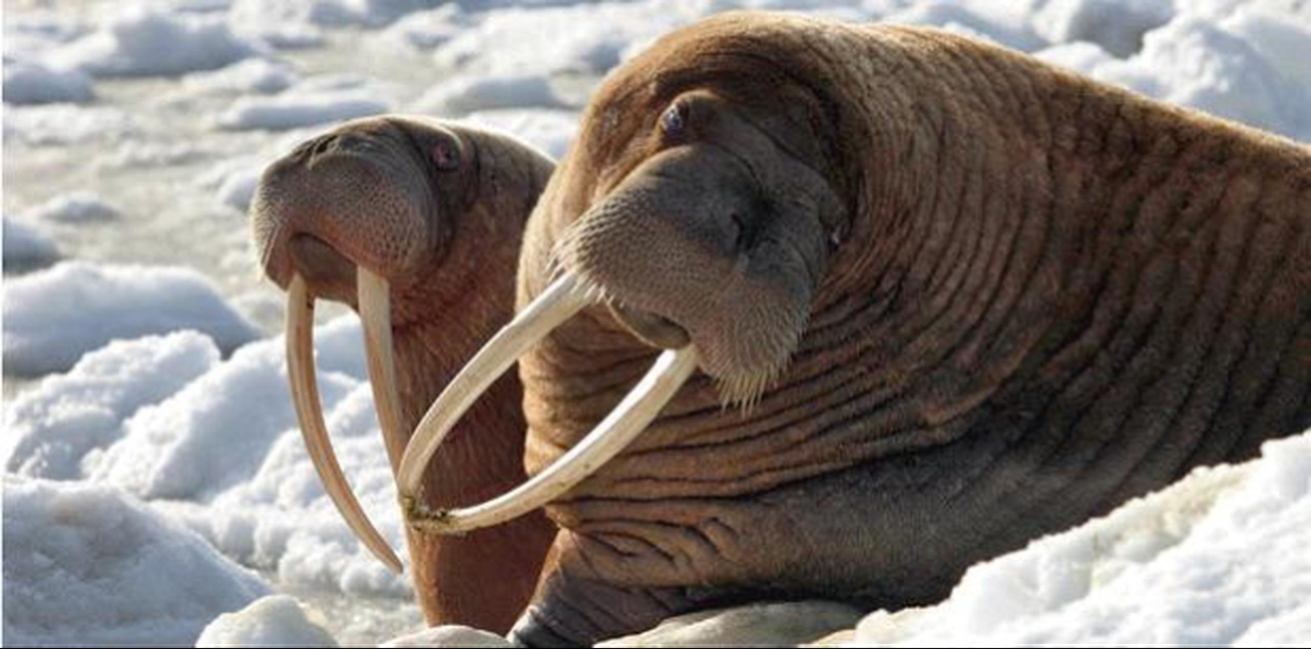 Selfie con morsa le cuesta la vida a hombre - Primera Hora