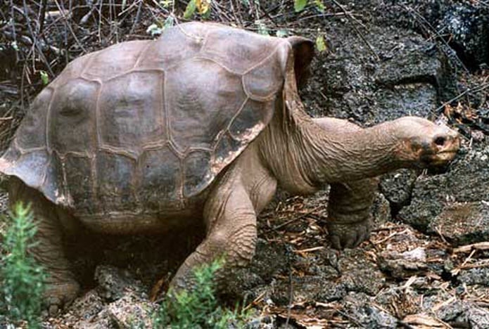 Murió de vejez el "solitario Jorge", la última tortuga de su especie ...