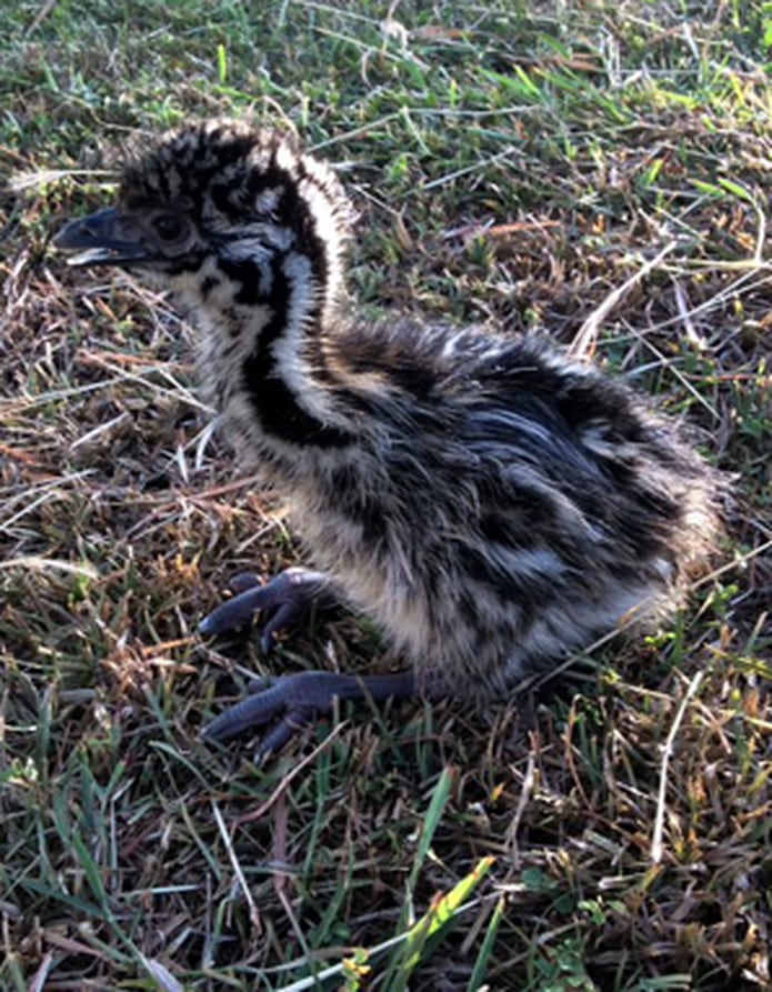 Celebran llegada de bebé emú australiano - Primera Hora