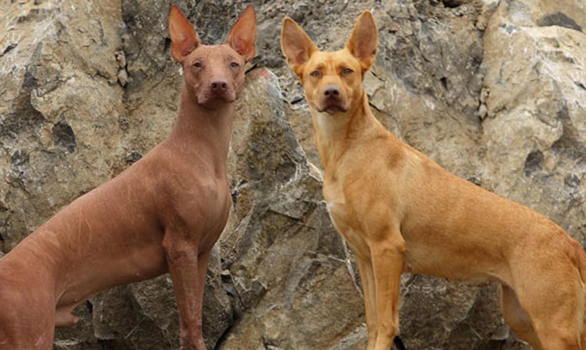 Se acabó el rechazo contra el perro peruano con pelo - Primera Hora