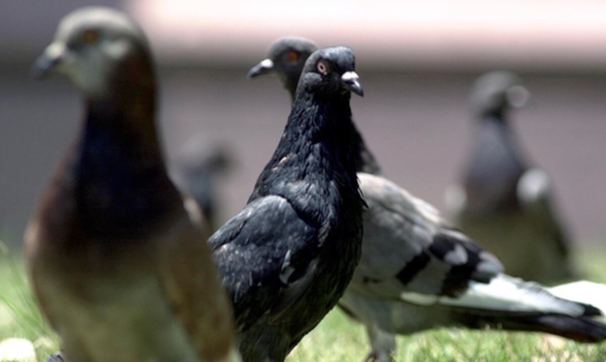 Recetas para cocinar paloma - Primera Hora