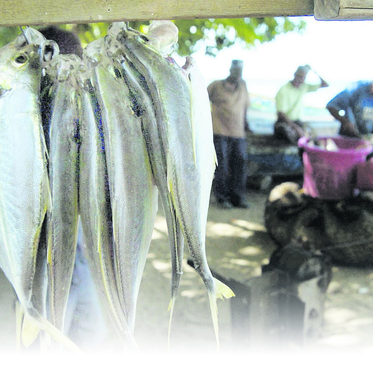 Hay pesca’o en las villas pesqueras - Primera Hora