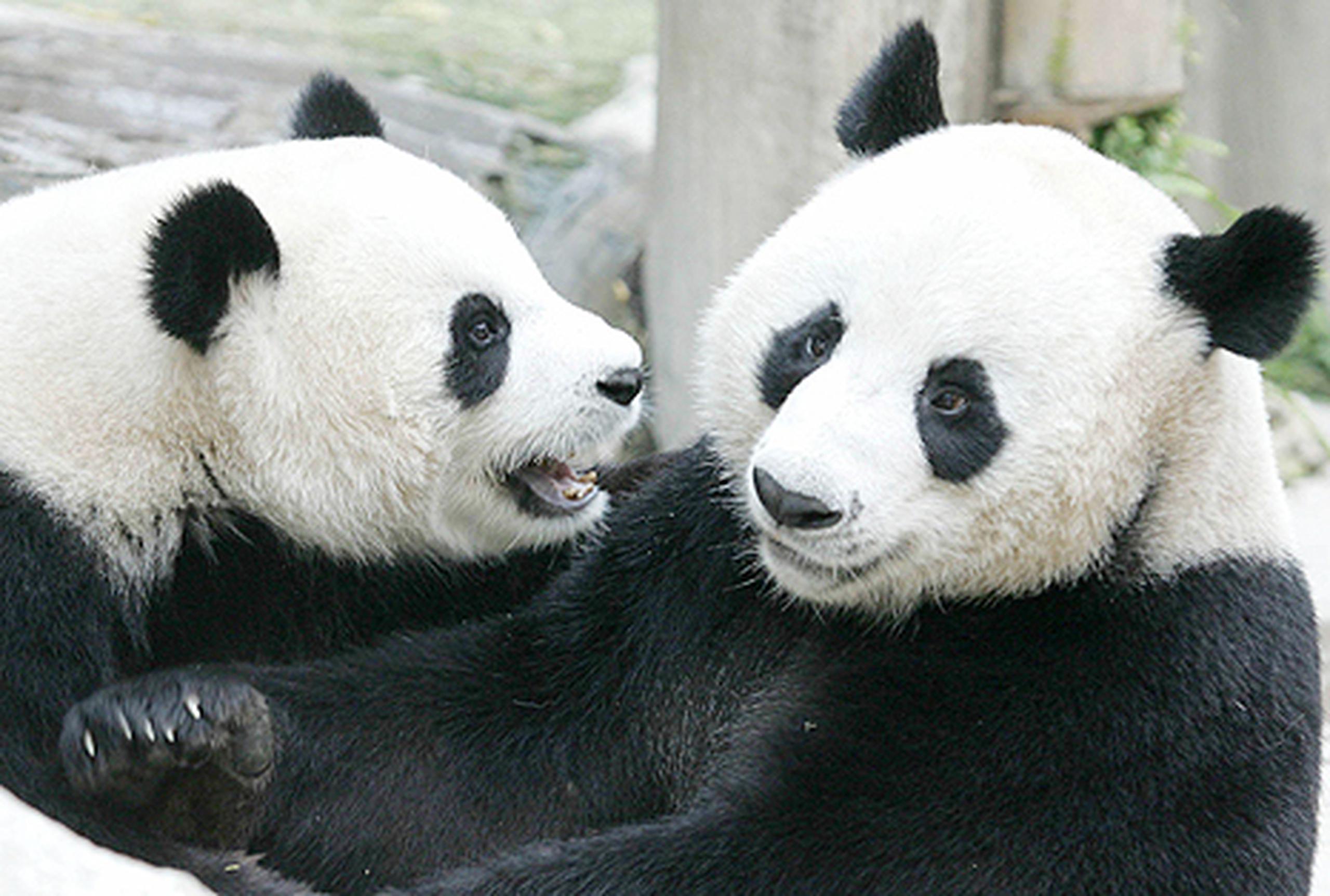 El suroeste de China vive un "Baby boom" de osos panda - Primera Hora