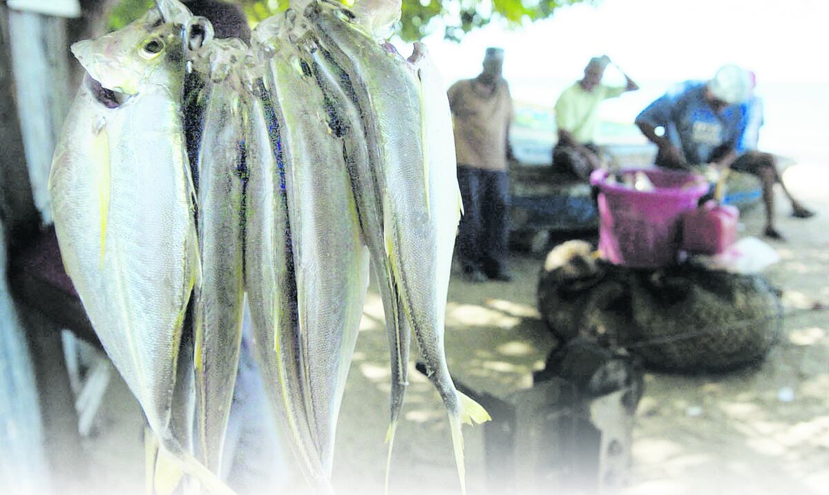 Hay pesca’o en las villas pesqueras - Primera Hora