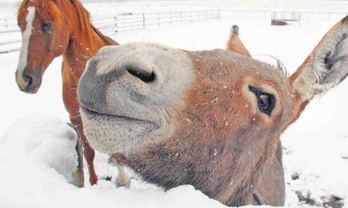 "El burro hablando de orejas” - Opinión - Primera Hora