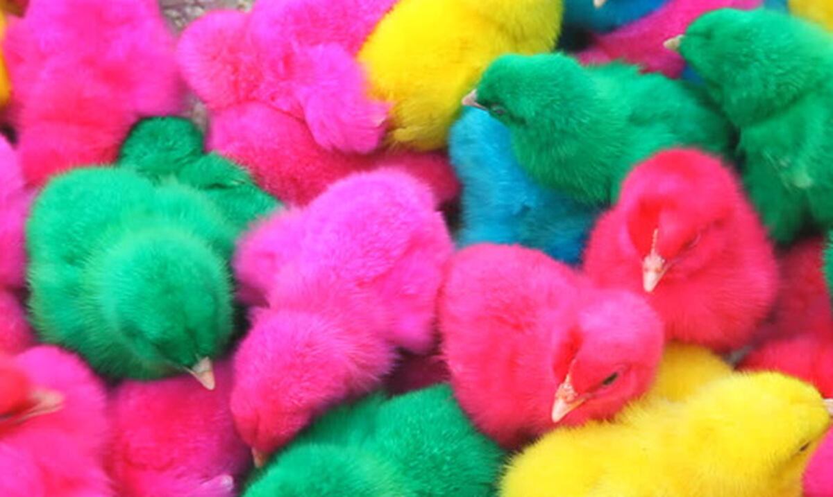 Un peligro los pollitos y patitos pintados - Primera Hora