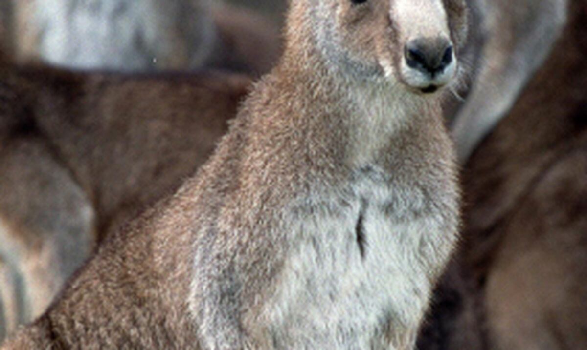 Canguro le gana a tres boxeadores profesionales en combate - Primera Hora