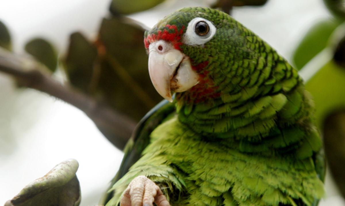 31 cotorras puertorriqueñas listas para volar a su hábitat - Primera Hora