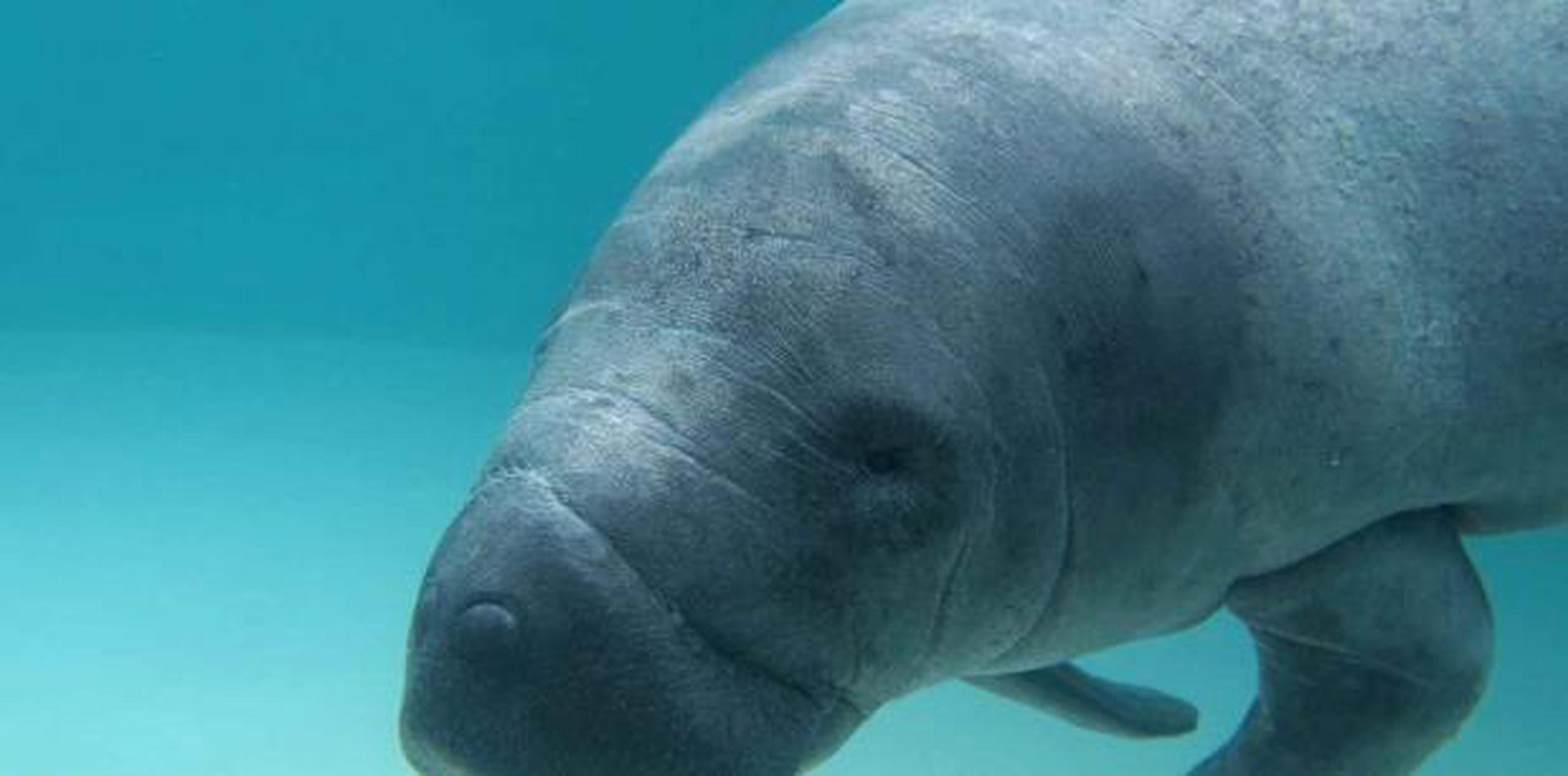 Muere por golpes un manatí - Primera Hora