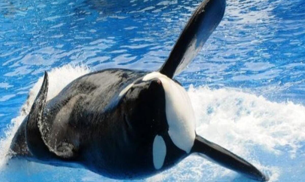 Perfecto el Caribe para el apareamiento de orcas - Primera Hora