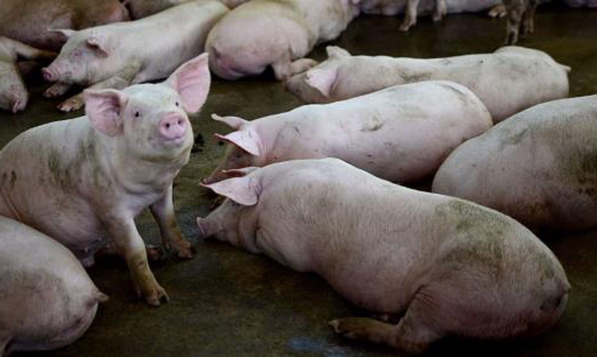 ¡Nos comimos todo el cerdo local! - Primera Hora