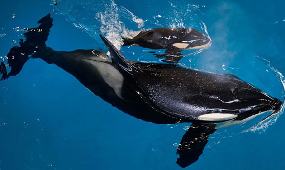 Muere la última orca nacida en un parque de Sea World - Primera Hora