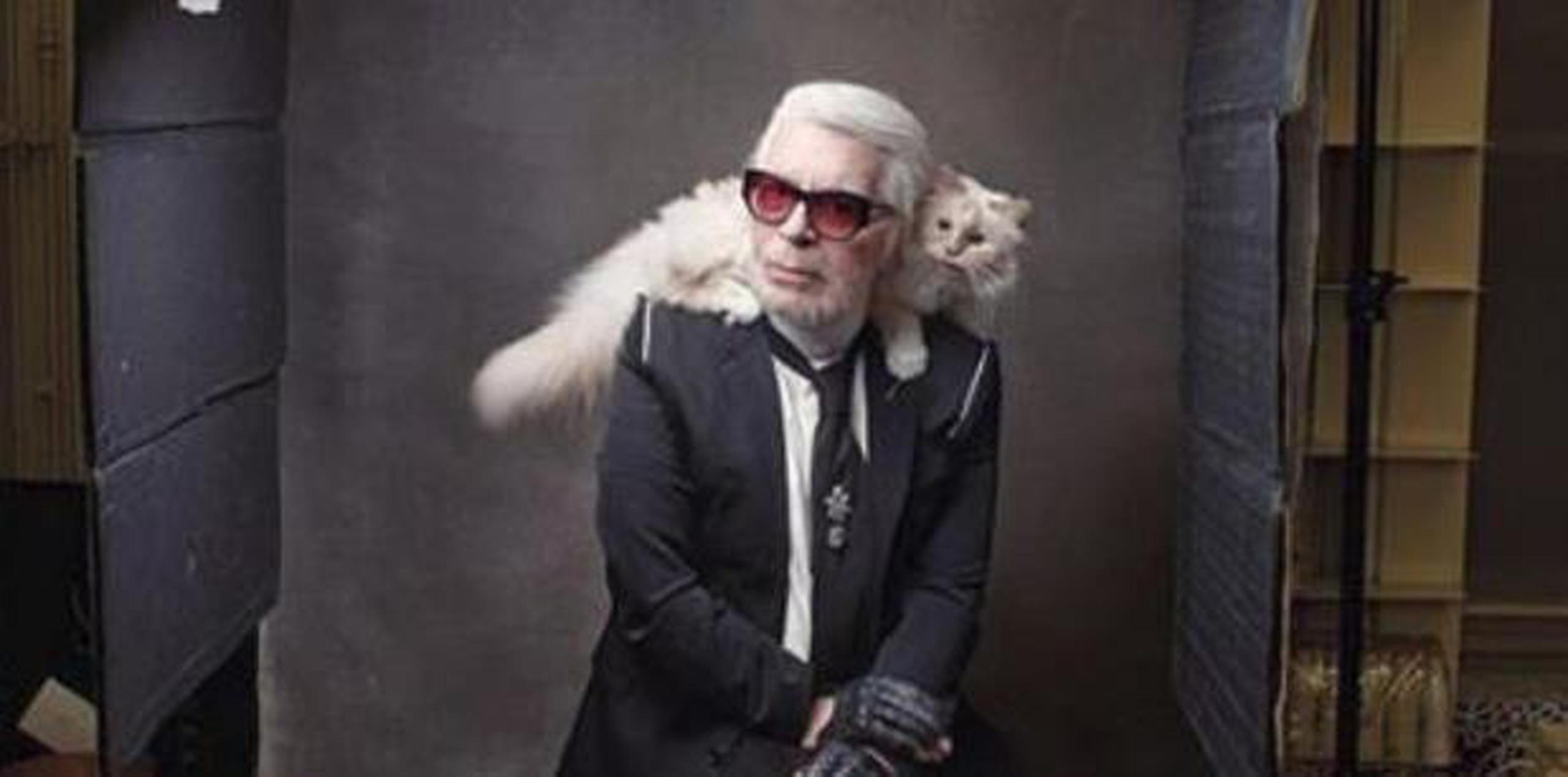 ¿Será este lindo gatito el heredero de Karl Lagerfeld? - Primera Hora