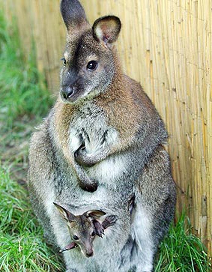 Todos los marsupiales de Australia tienen ancestro en América del Sur ...