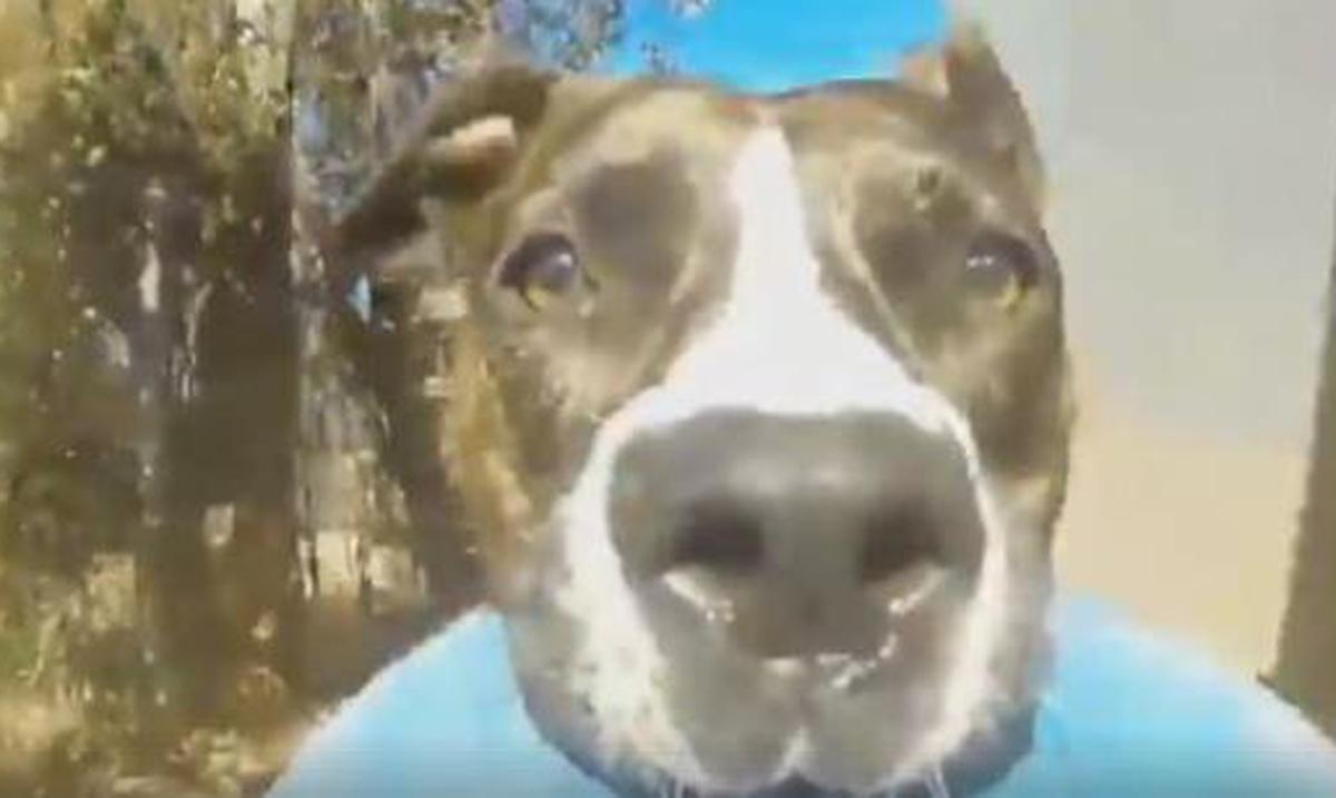 Perro se roba una GoPro y graba su huida - Primera Hora