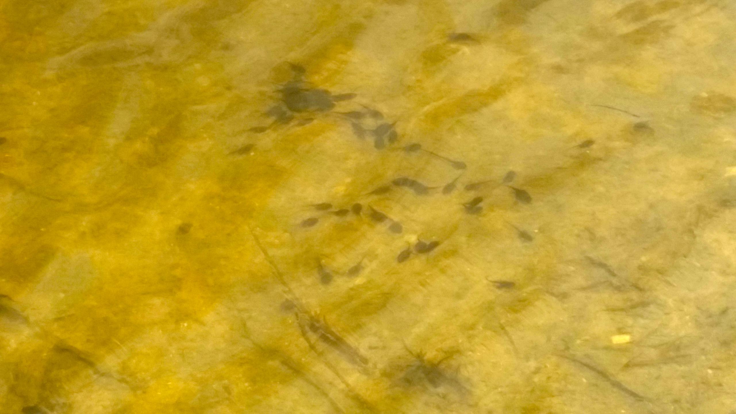 Exitosa restauración ecológica en hábitat del sapo concho - Primera Hora