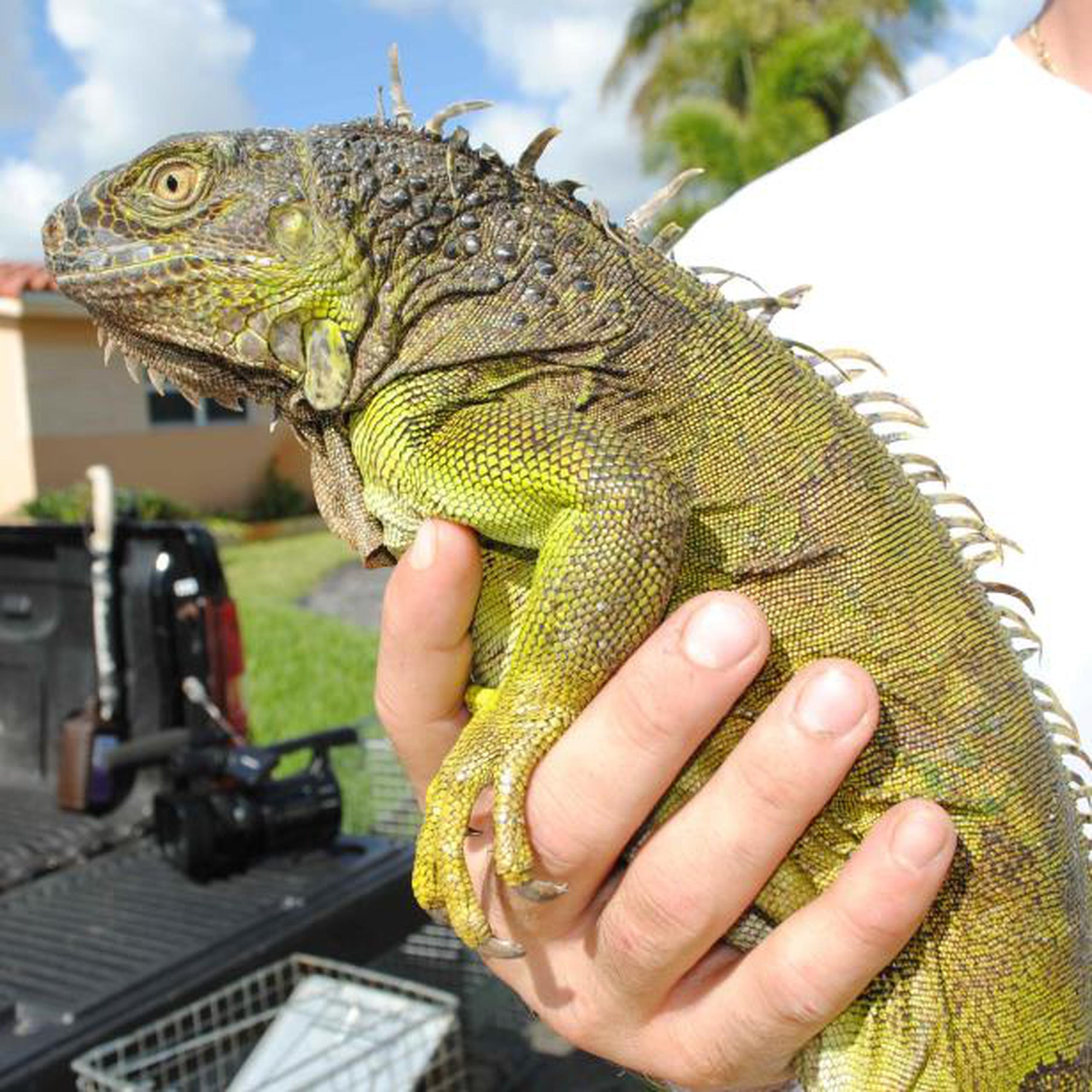 Exterminadores de iguanas no dan abasto en el sur de Florida - Primera Hora
