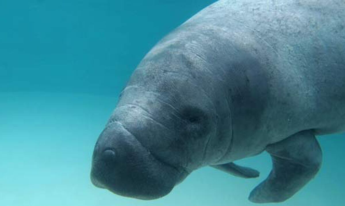 Inicia la Semana del Manatí en Puerto Rico - Primera Hora