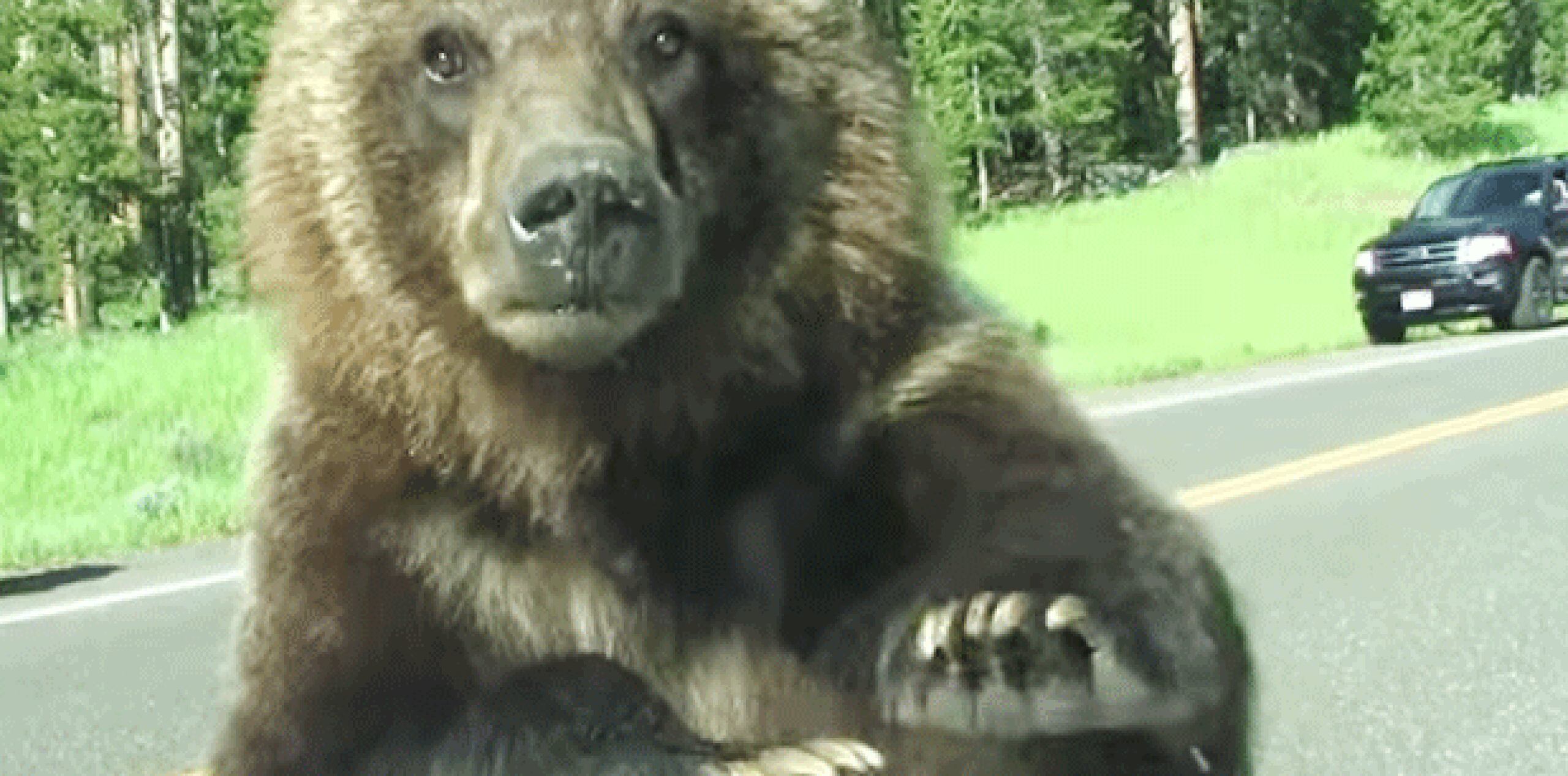 Oso espanta a una familia al asomarse a la ventana de su auto - Primera ...