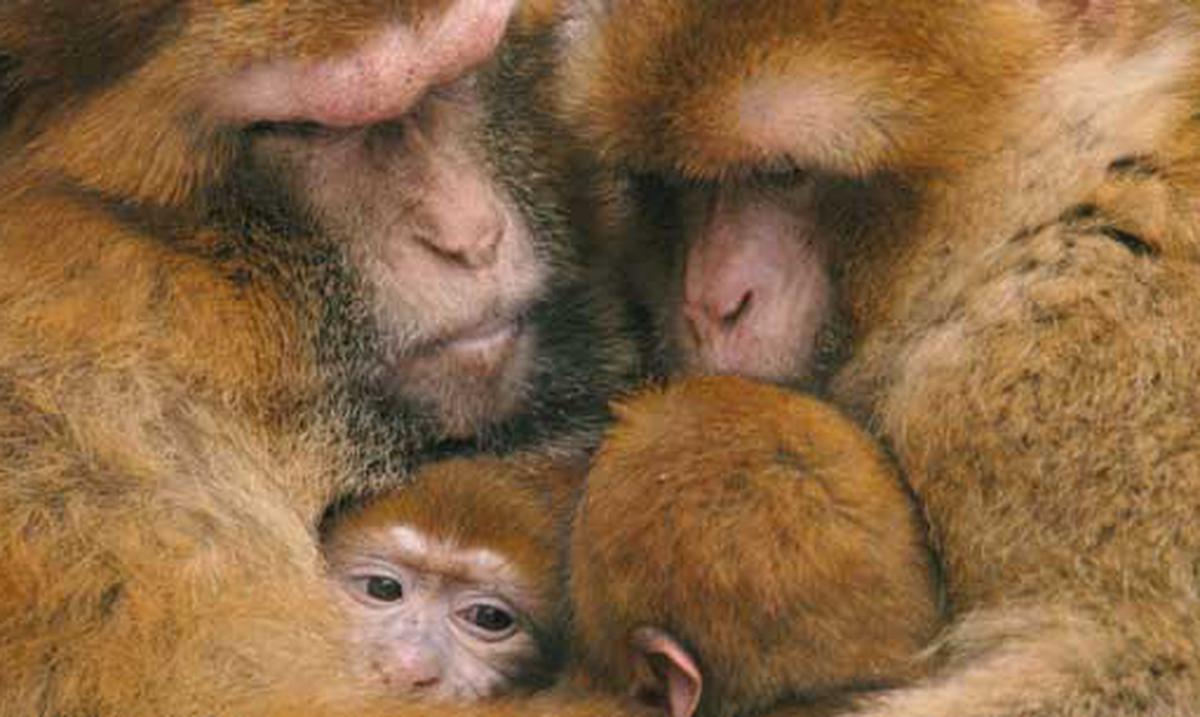 Estudio revela que los simios se "consuelan" entre sí como los humanos ...