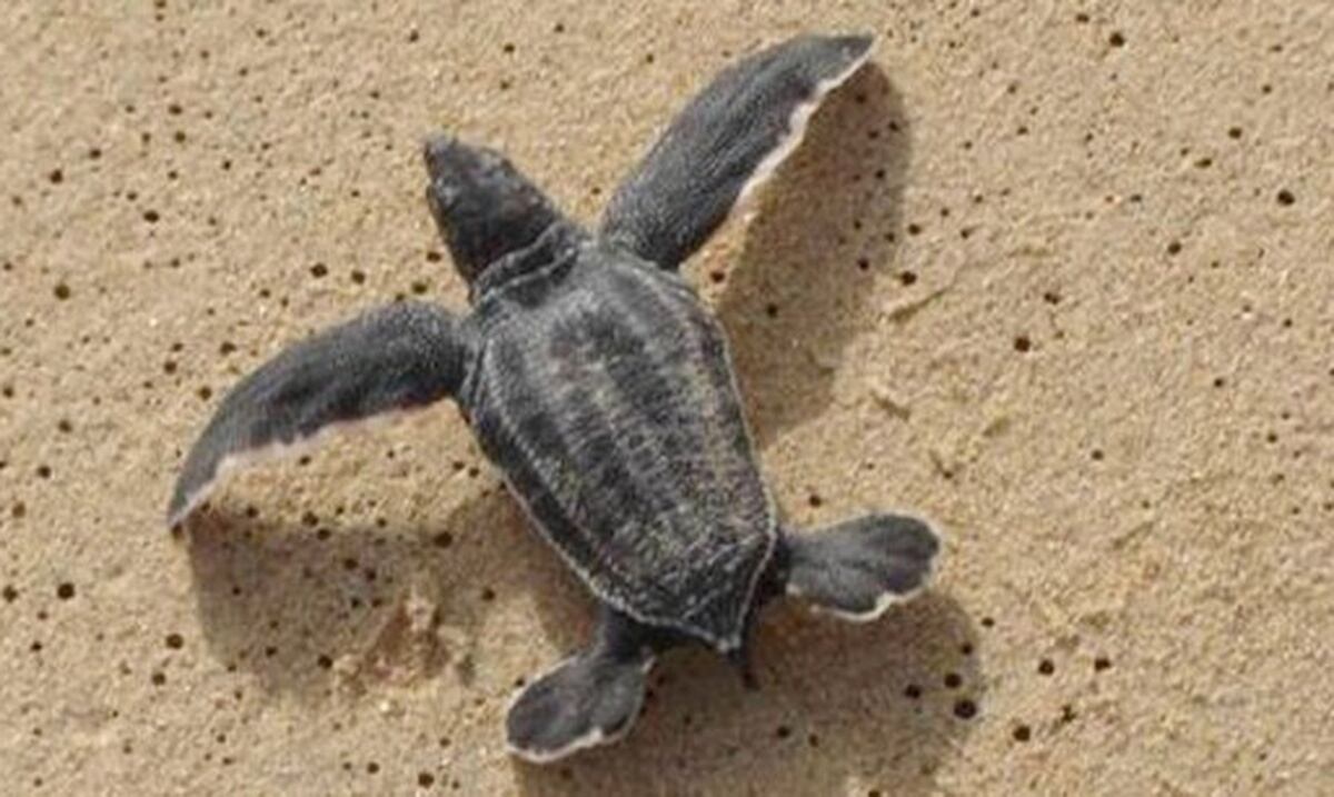 Protege el tinglar - Primera Hora