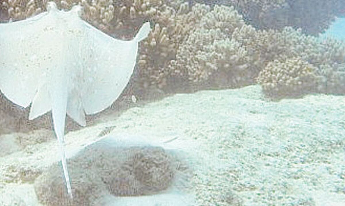 Aumentan las picaduras de mantarraya en playa de California - Primera Hora