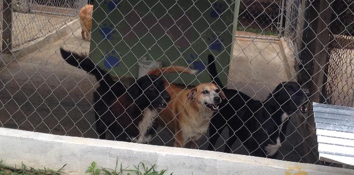 Serio problema los perros realengos - Primera Hora