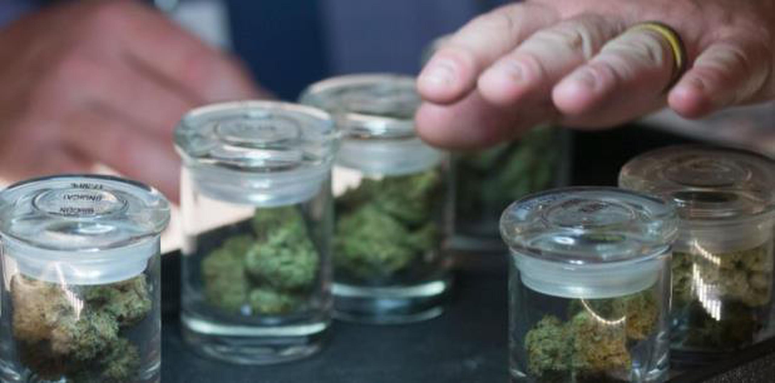 Legislatura Evalúa Enmiendas A La Ley Del Cannabis Medicinal Primera Hora