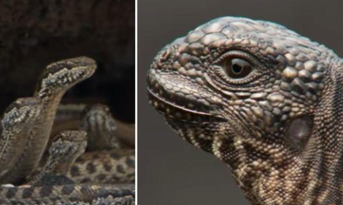 El escape de película de una iguana entre serpientes - Primera Hora