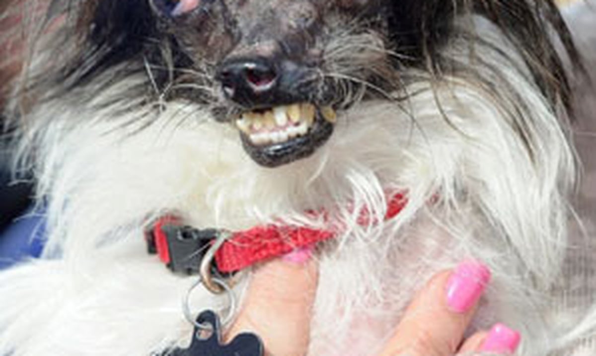 Perro sato gana premio del más feo del mundo - Primera Hora