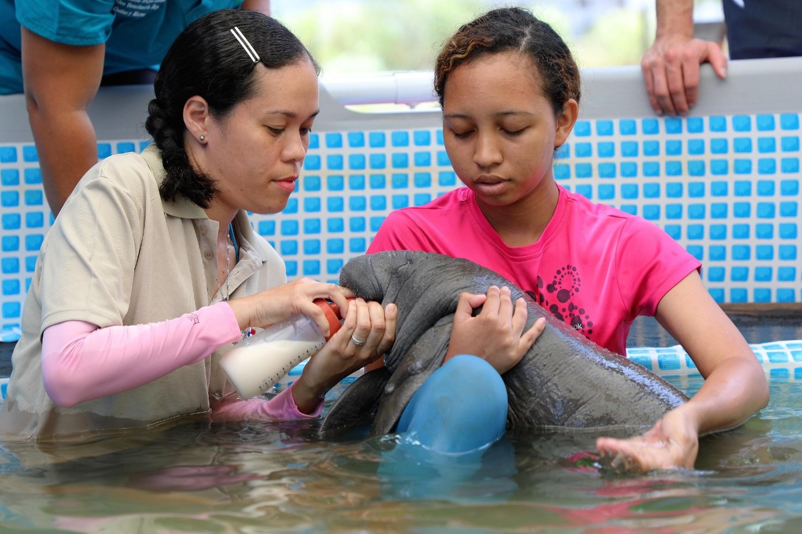 Traen a la Isla manatí bebé rescatada en Panamá - Primera Hora