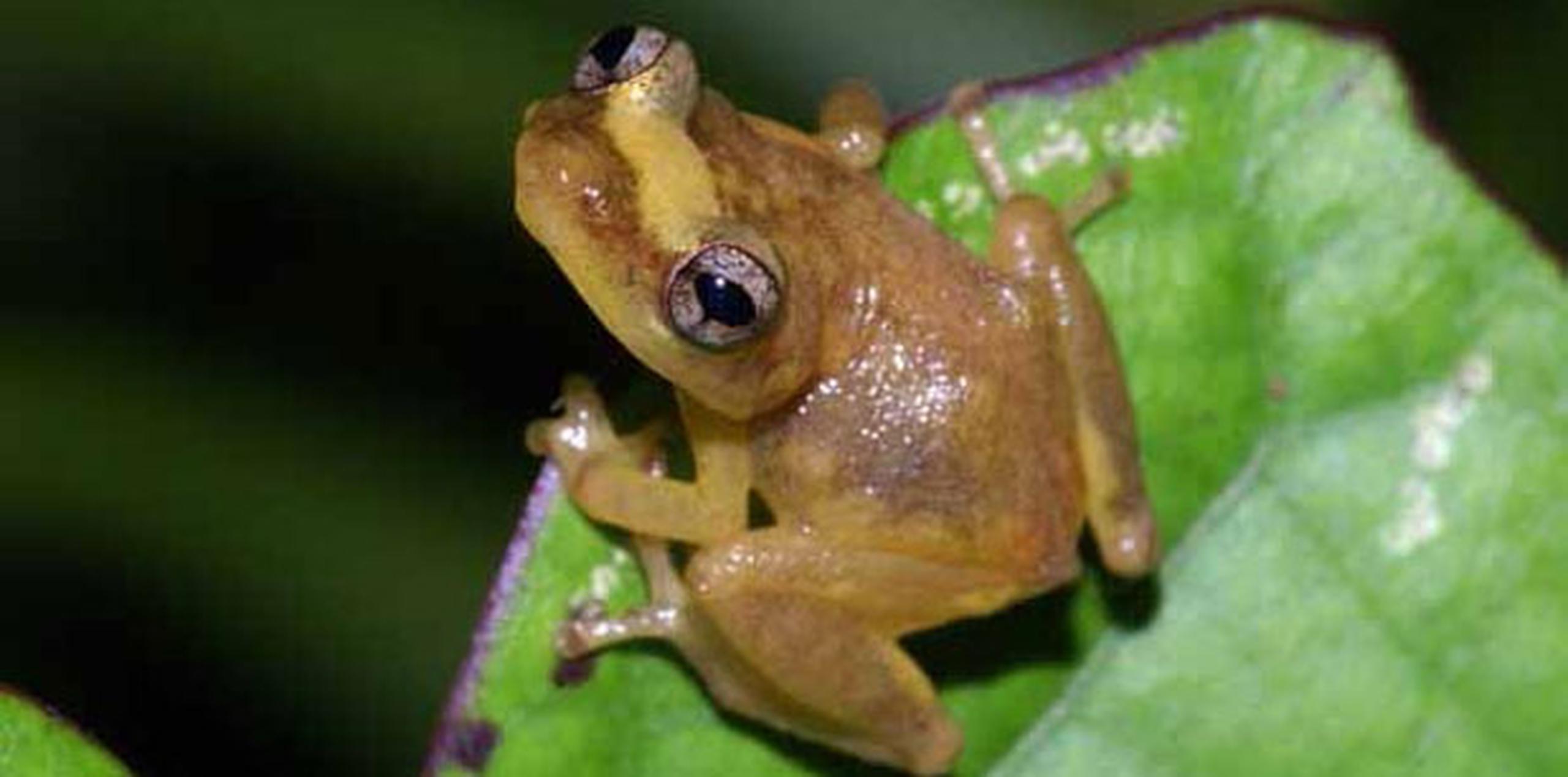 ¡Wow! Mira cómo nacen los coquíes - Primera Hora